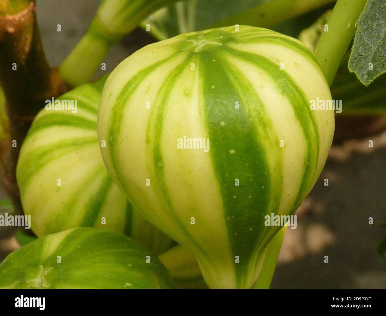 Striped fig hi-res stock photography and images - Alamy