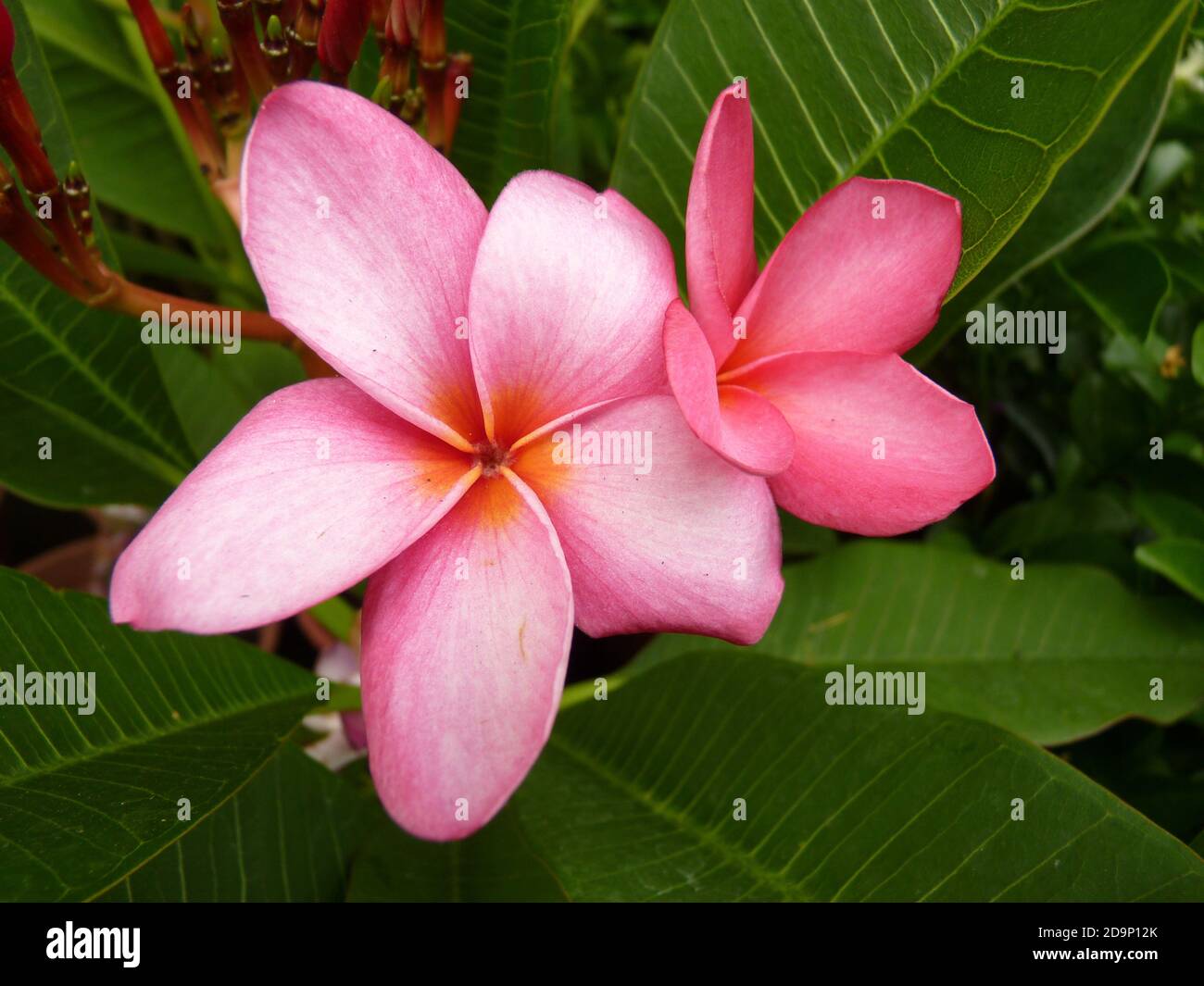 A close up shot of pink Plumeria blunts growing in the garden Stock ...