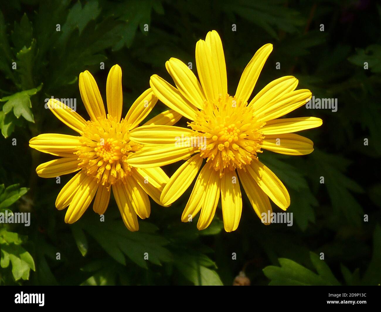 A close up shot of a yellow flowering plant Stock Photo - Alamy