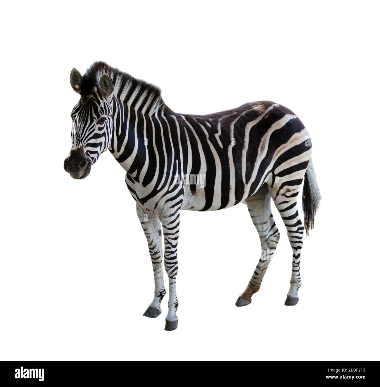 A striped zebra isolated on a white background Stock Photo - Alamy
