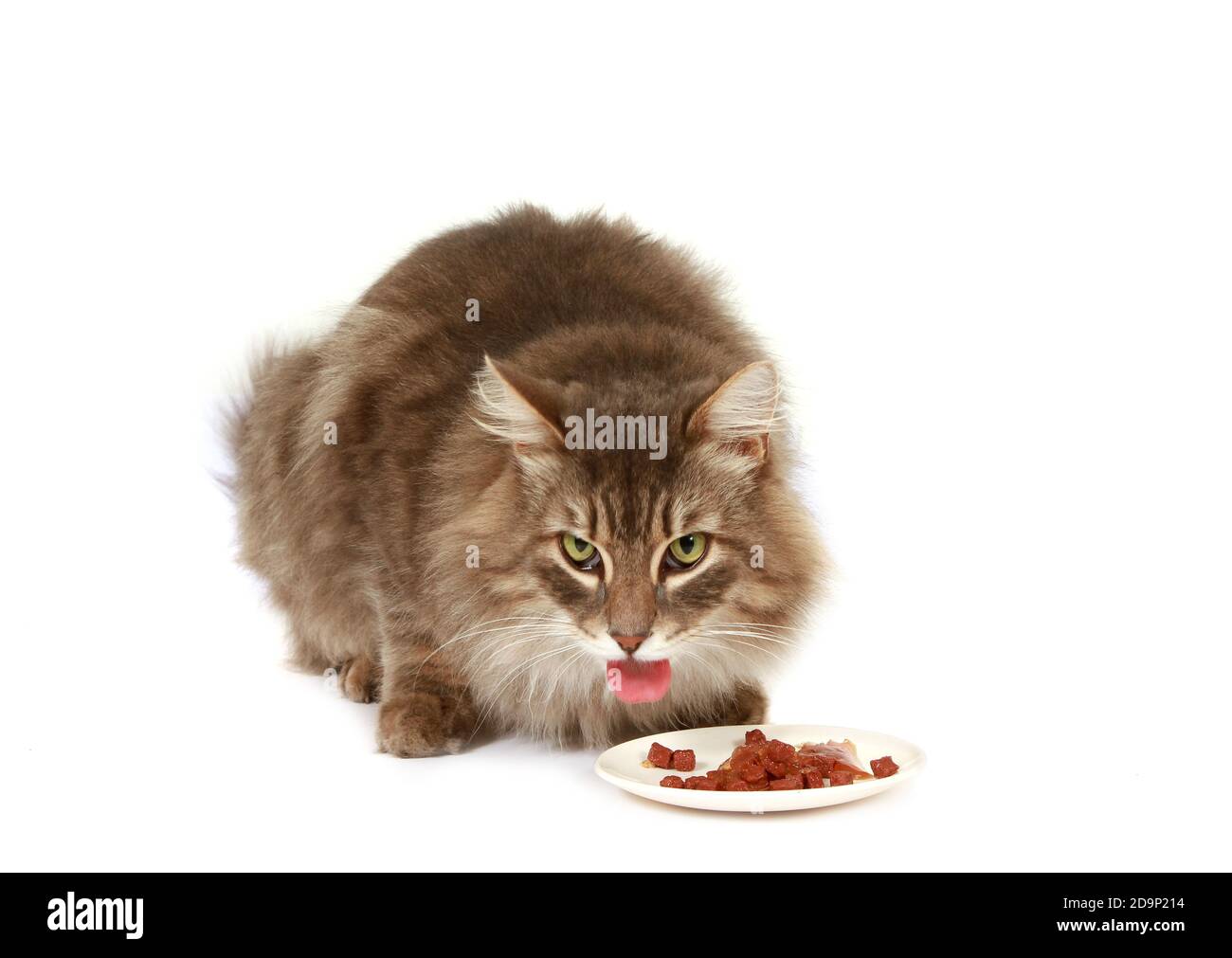 A furry brown cat eating catfood isolated on a white background Stock ...