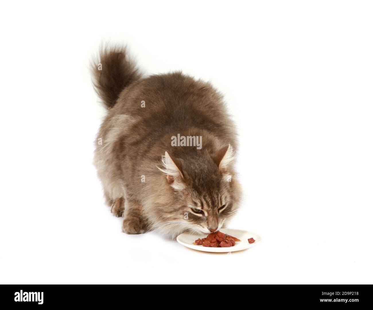 A furry brown cat eating catfood isolated on a white background Stock ...