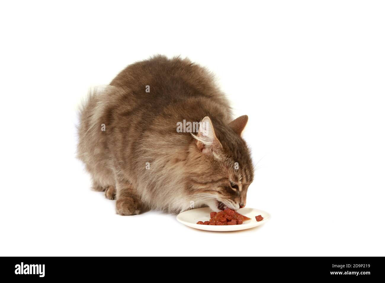 A furry brown cat eating catfood isolated on a white background Stock ...
