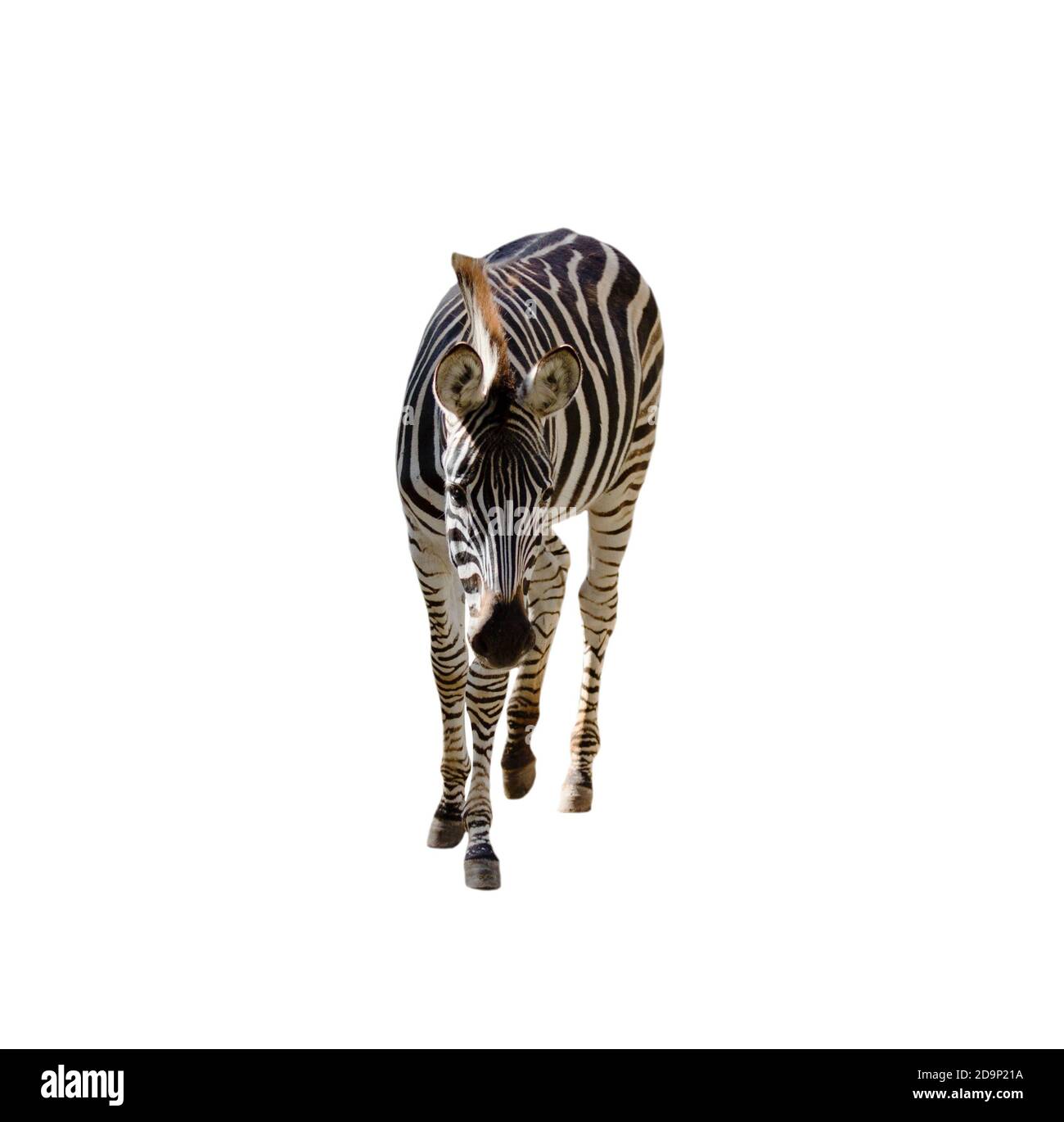 A striped zebra isolated on a white background Stock Photo - Alamy