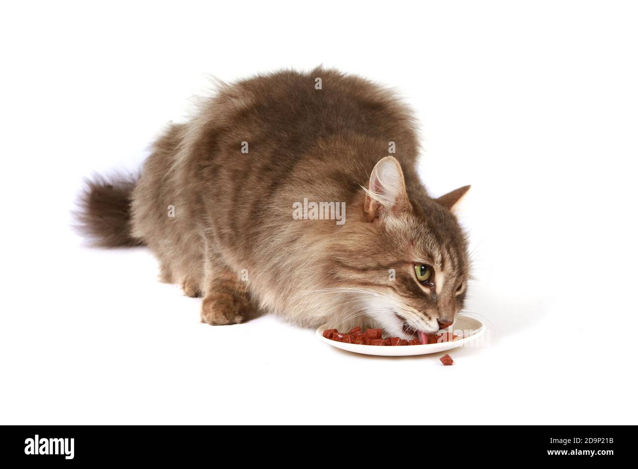 A furry brown cat eating catfood isolated on a white background Stock ...
