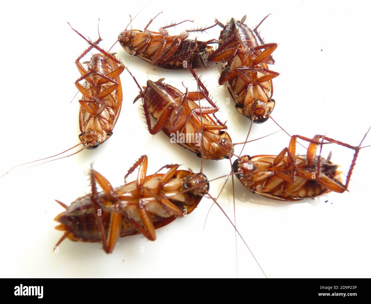 A macro shot of cockroaches on a white surface Stock Photo - Alamy