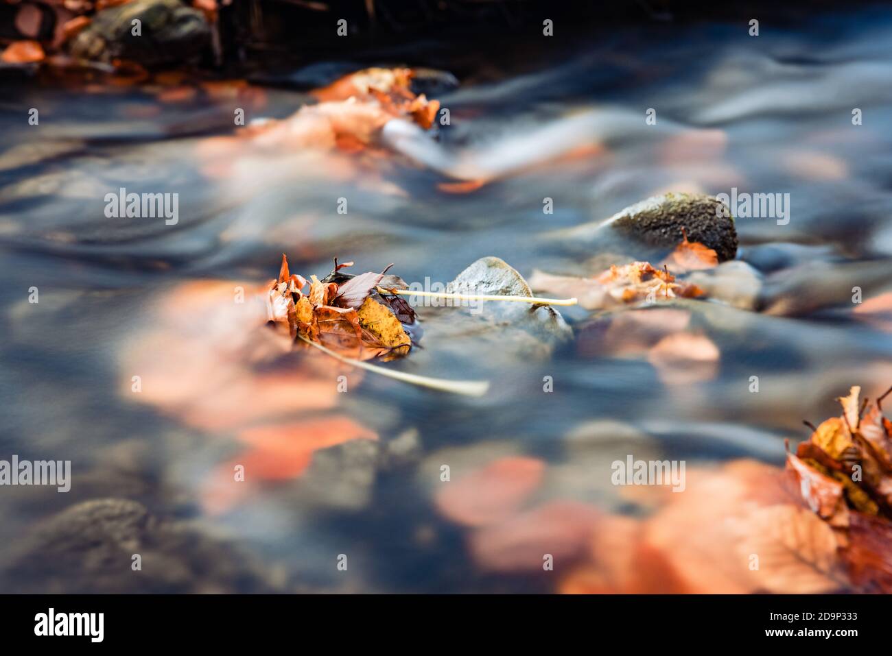 A dry autumn leaf floating on the river Stock Photo - Alamy