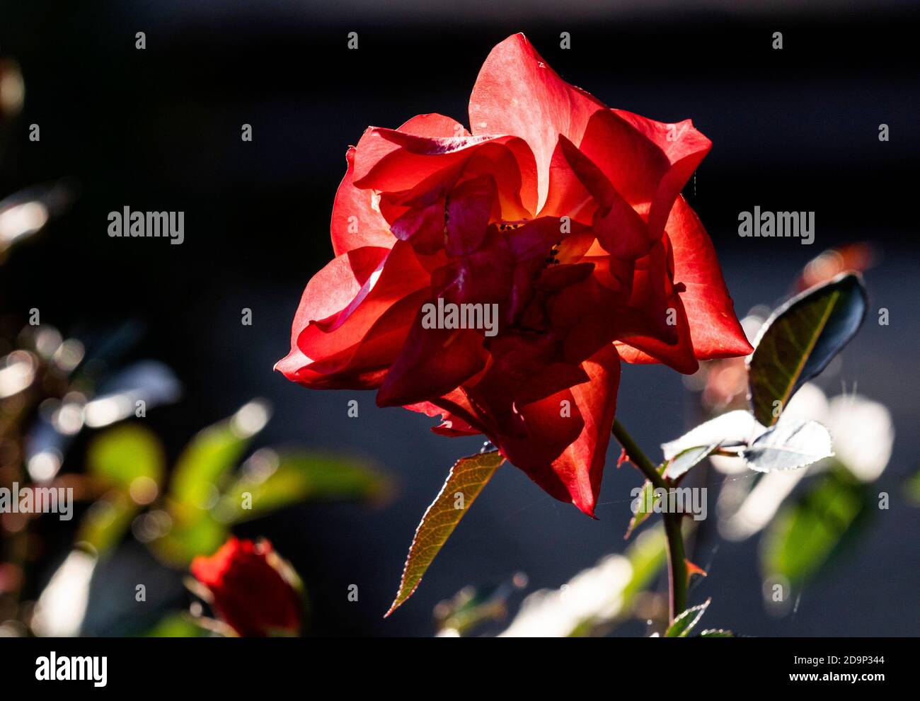 Beautiful red rose in late afternoon light Stock Photo - Alamy