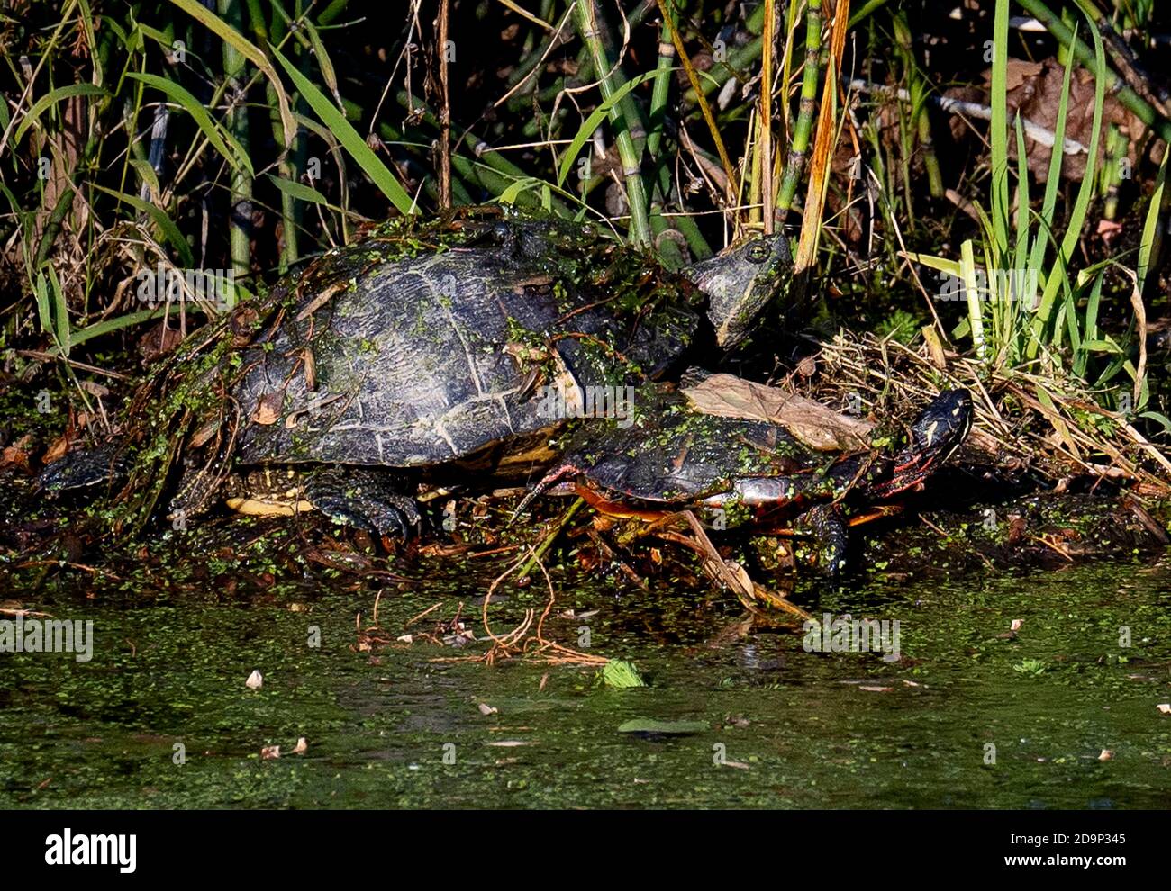 Mud turtles sunning on a pond bank Stock Photo - Alamy