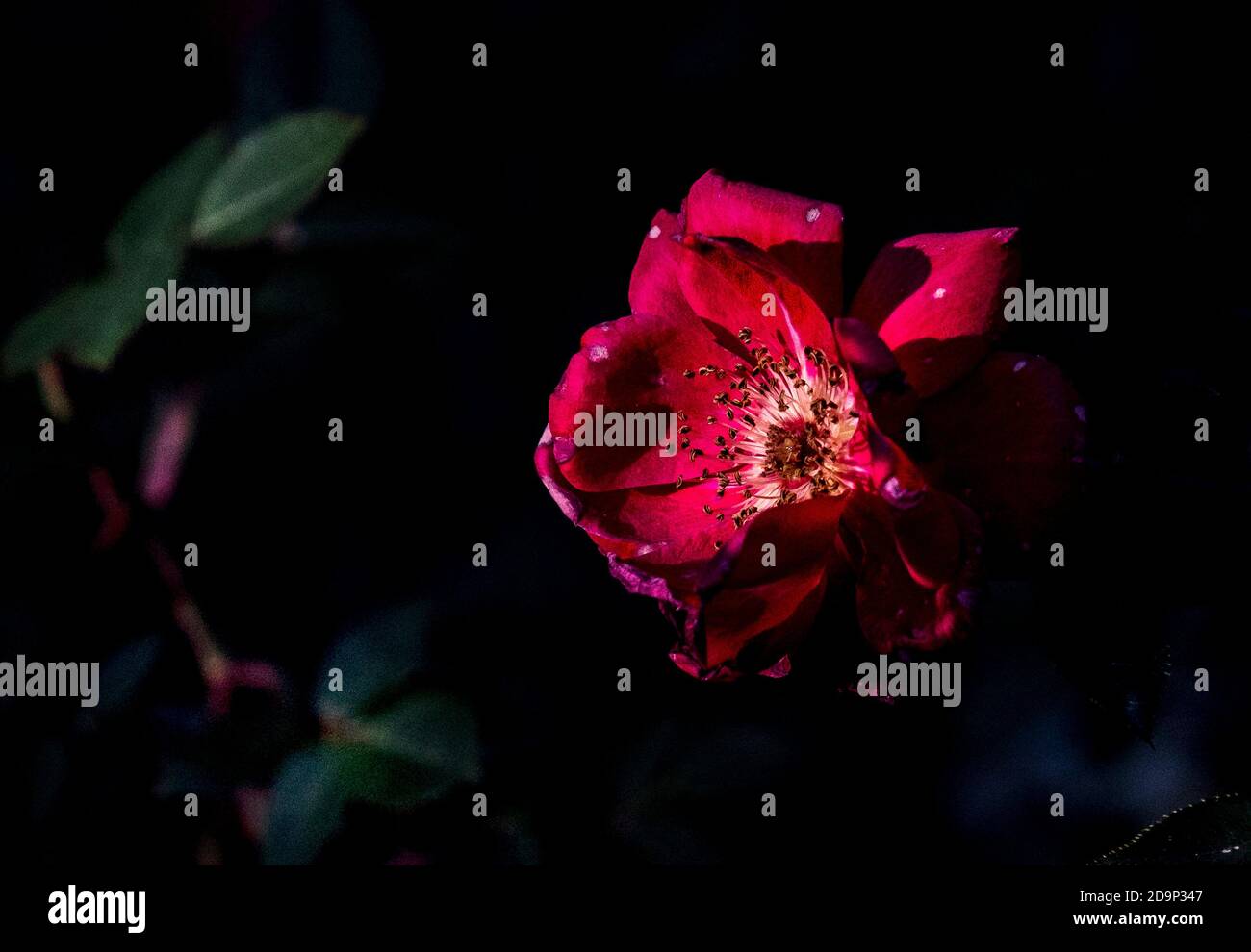 Beautiful red rose in late afternoon light Stock Photo - Alamy