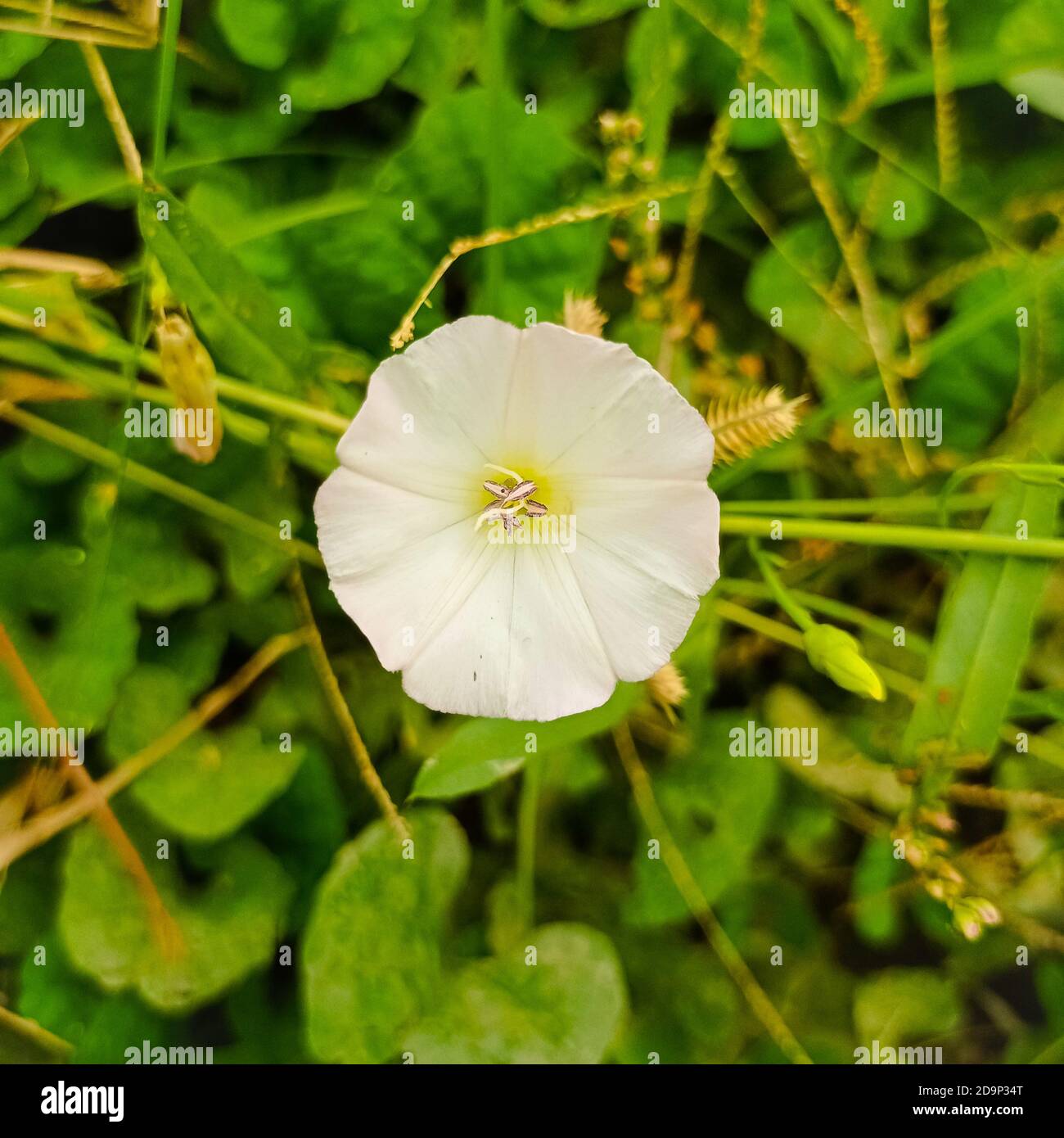 A top view of a beautiful white bindweed flower Stock Photo - Alamy
