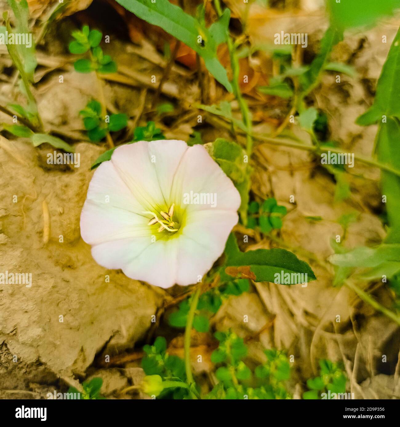 A top view of a beautiful white bindweed flower Stock Photo - Alamy