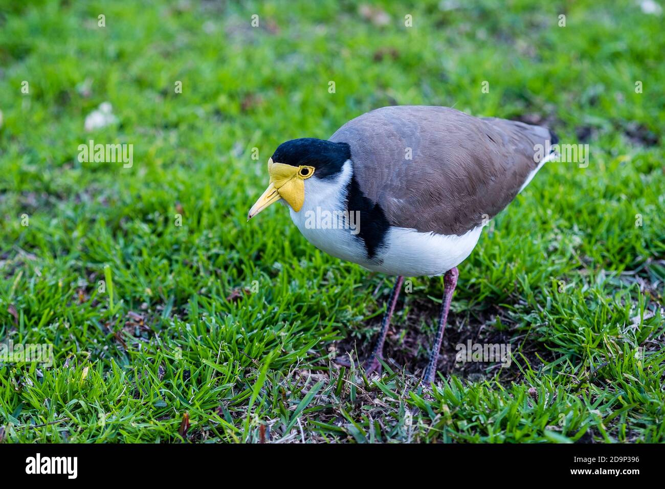 Masked lapwing is a native bird in Australia Stock Photo - Alamy