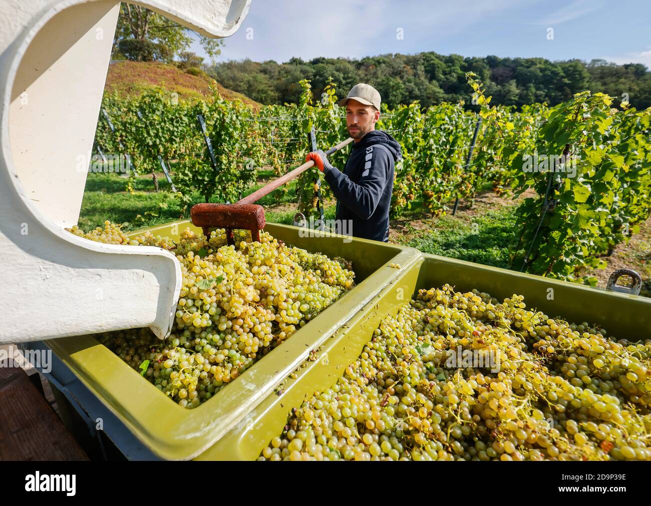 Germany kerner grape harvest in the vineyard hi-res stock photography ...