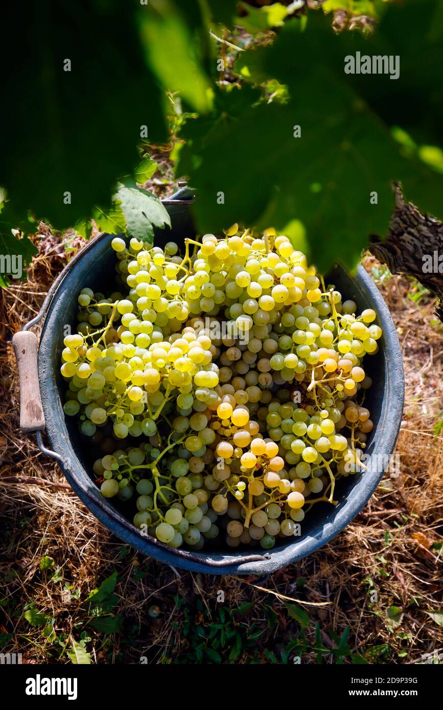 Koenigswinter, North Rhine-Westphalia, Germany - Harvested Riesling ...