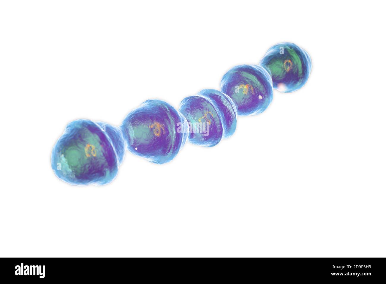 3d illustration of Streptococcus pneumoniae bacteria (pneumococci ...