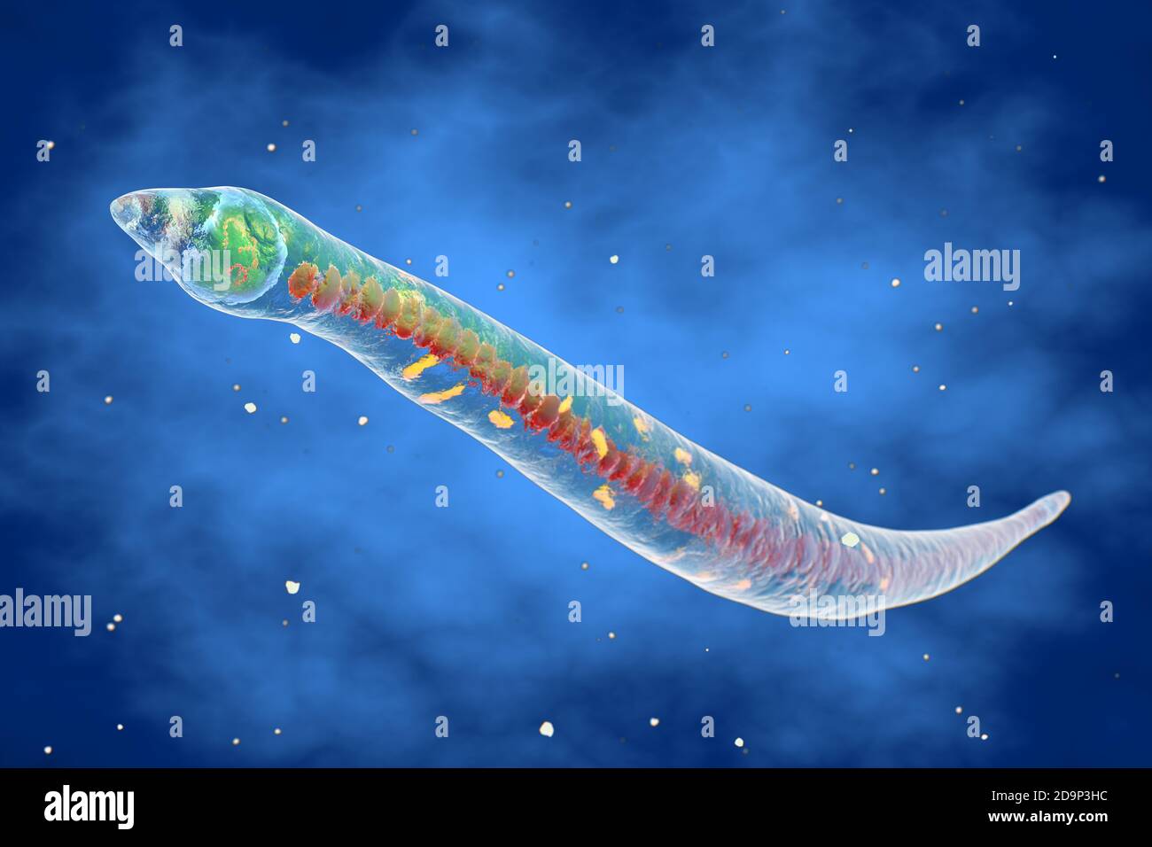 3d illustration of a the nematode worm Strongyloides stercoralis. This worm is unusual because ...