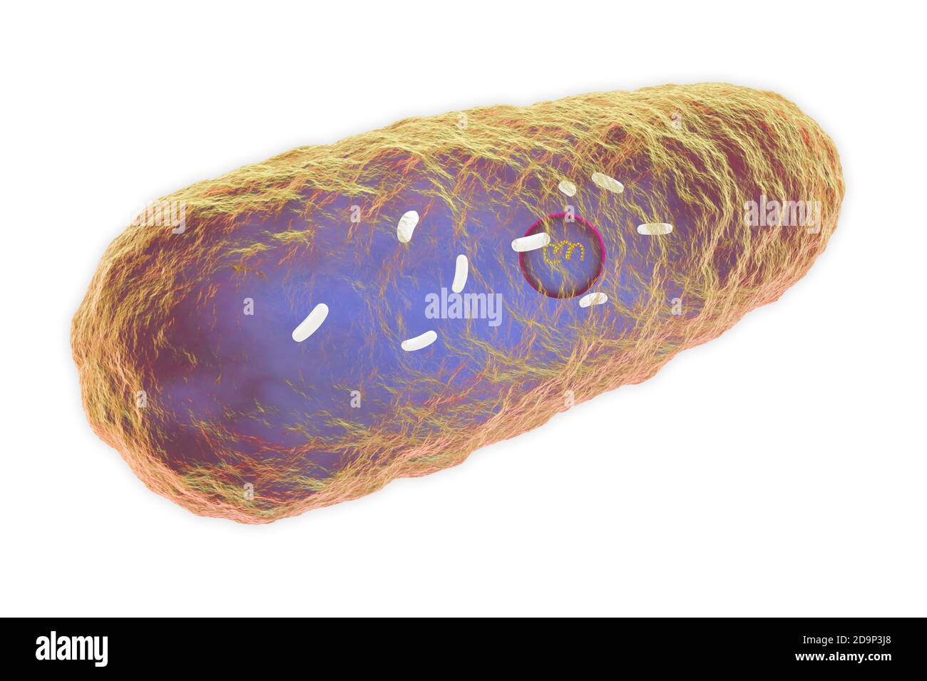 3d illustration of a plague bacterium (Yersinia pestis). This is a Gram ...