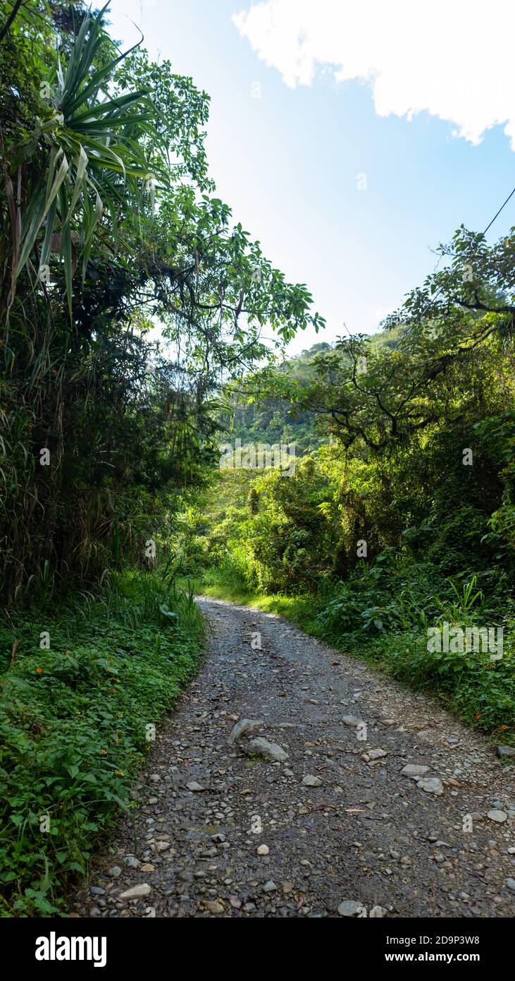 Forest Trail Filled with Trees and Flowers Stock Photo - Alamy