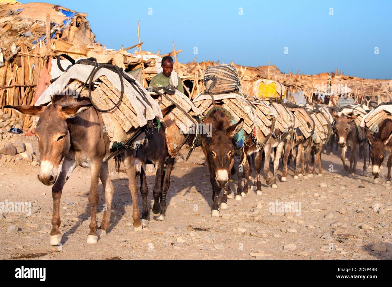 Caravan passing through Hamed Ela, Dallol area,Afar region, Ethiopia ...