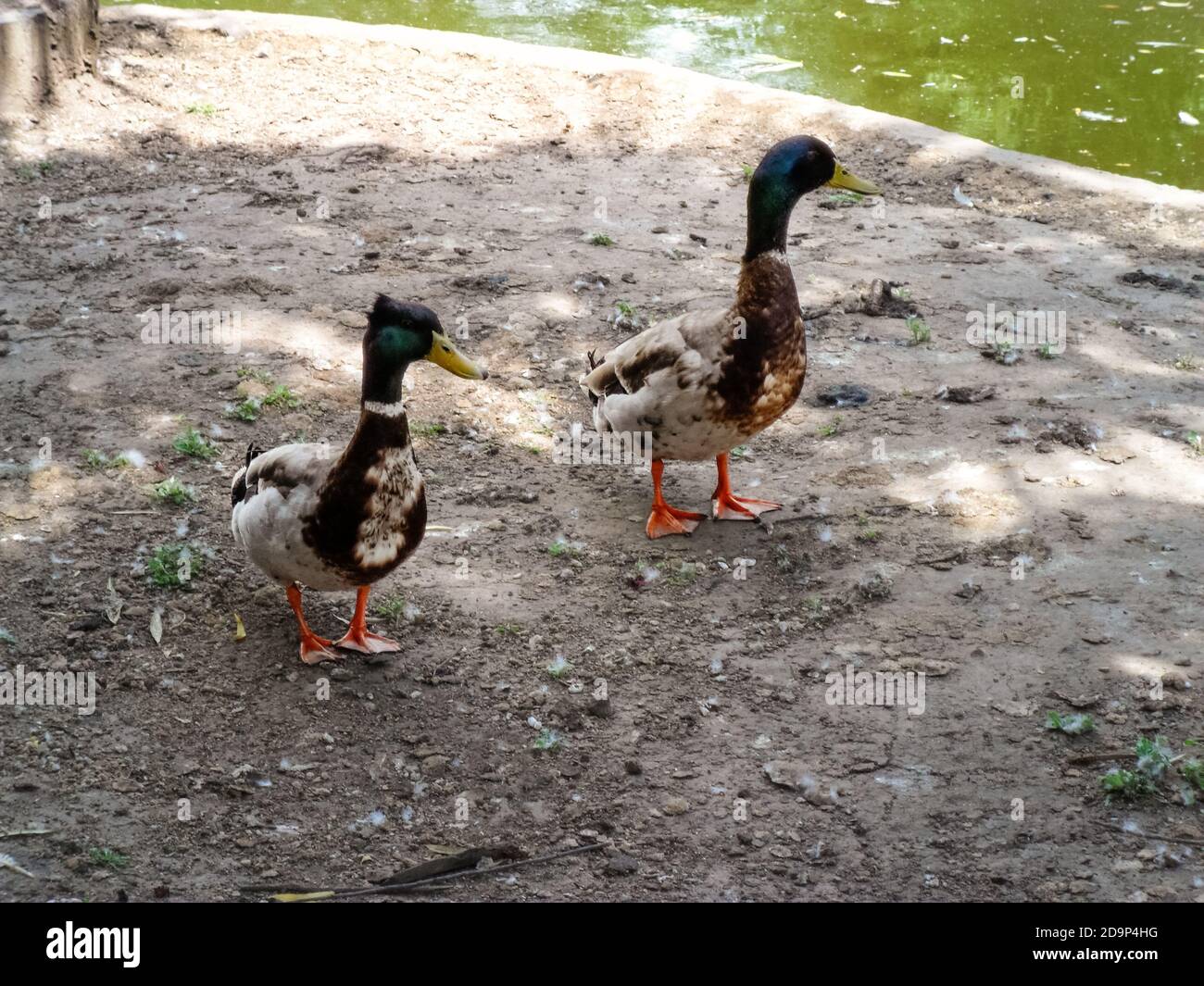 Two common ducks anas hi-res stock photography and images - Alamy