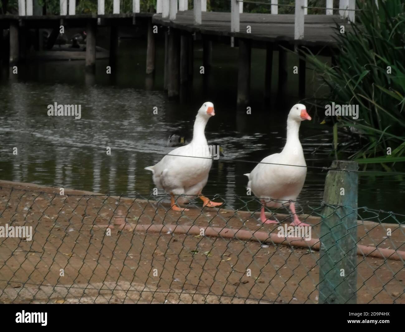 Two white geese walking by a pond Stock Photo - Alamy
