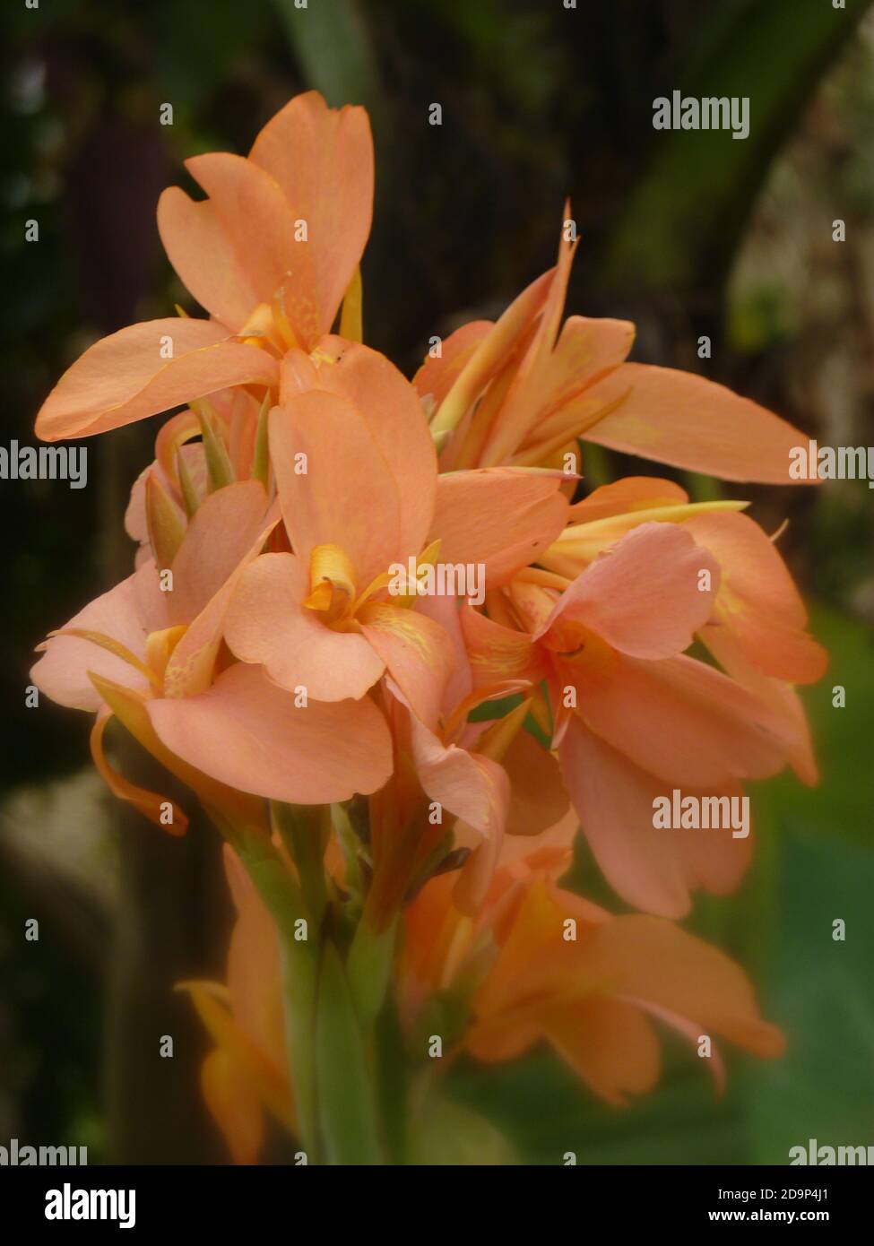 Canna kanna flower hi-res stock photography and images - Alamy