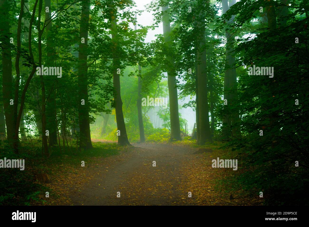 The forest trail hi-res stock photography and images - Alamy