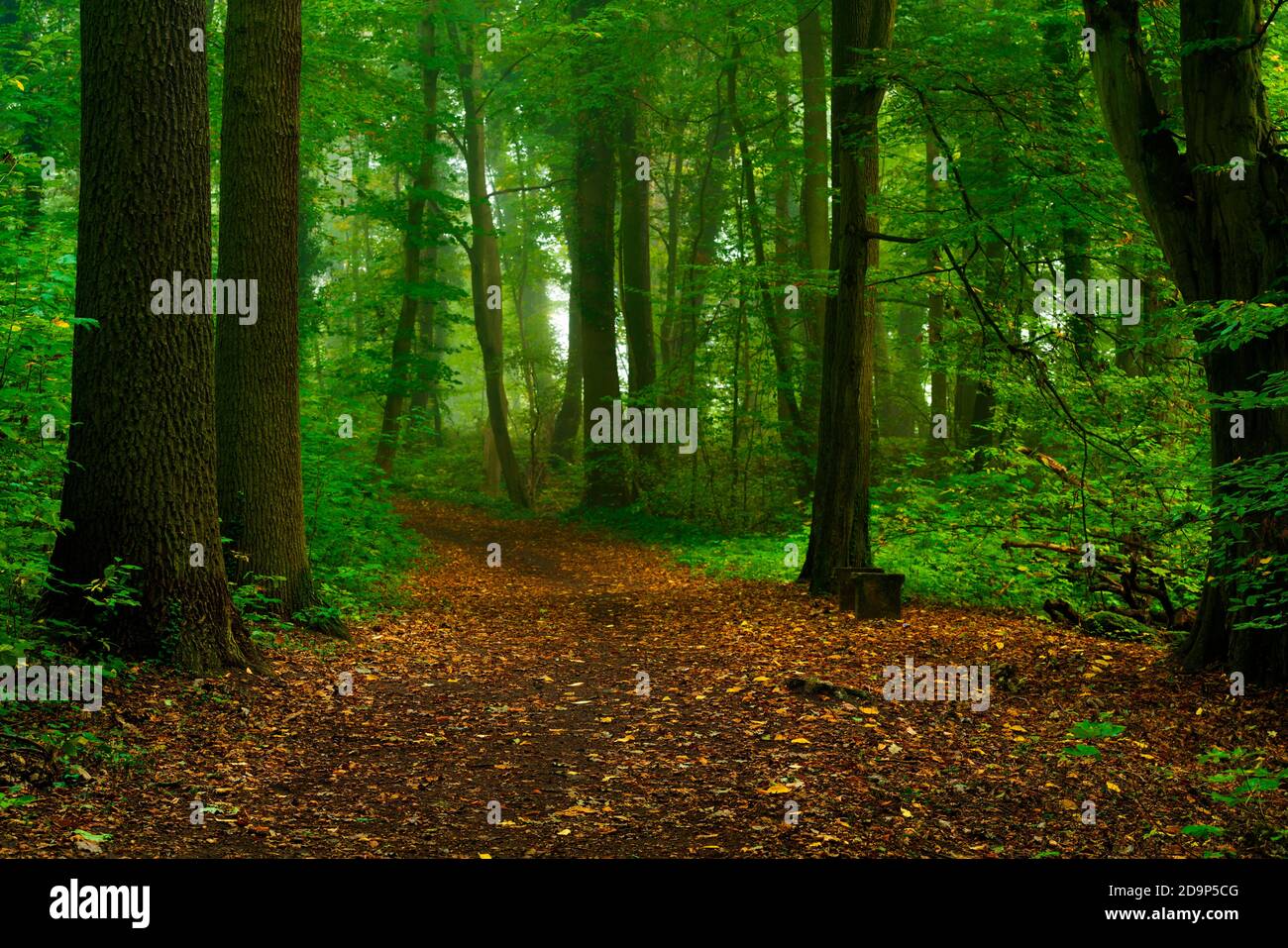 Bridge forest path floor hi-res stock photography and images - Alamy