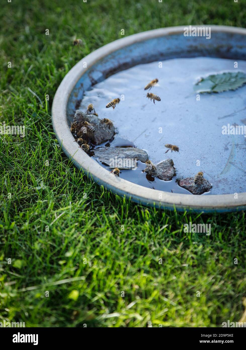 Bees at an insect trough Stock Photo - Alamy