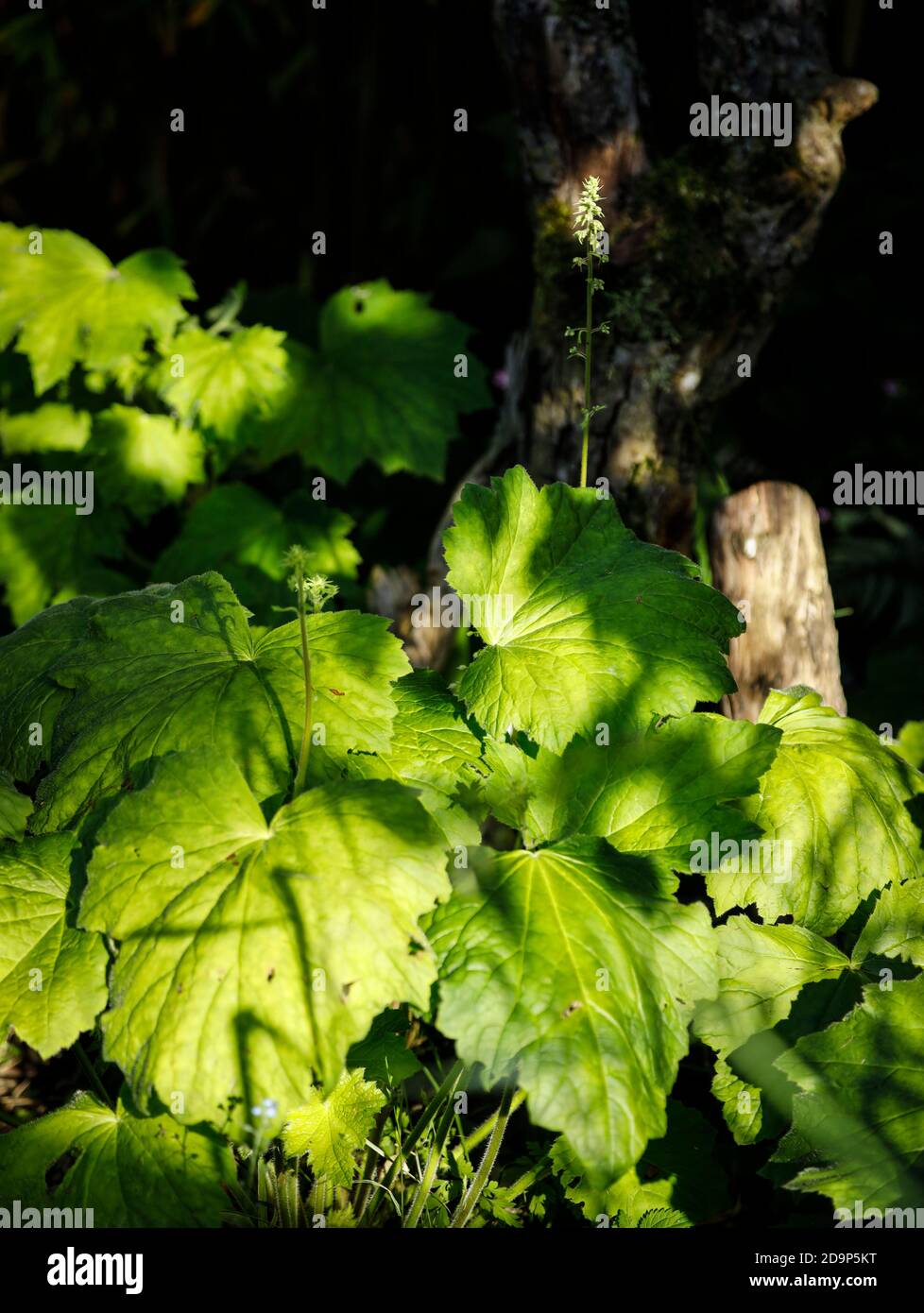 Velvet leaf silver bells, evergreen Stock Photo - Alamy