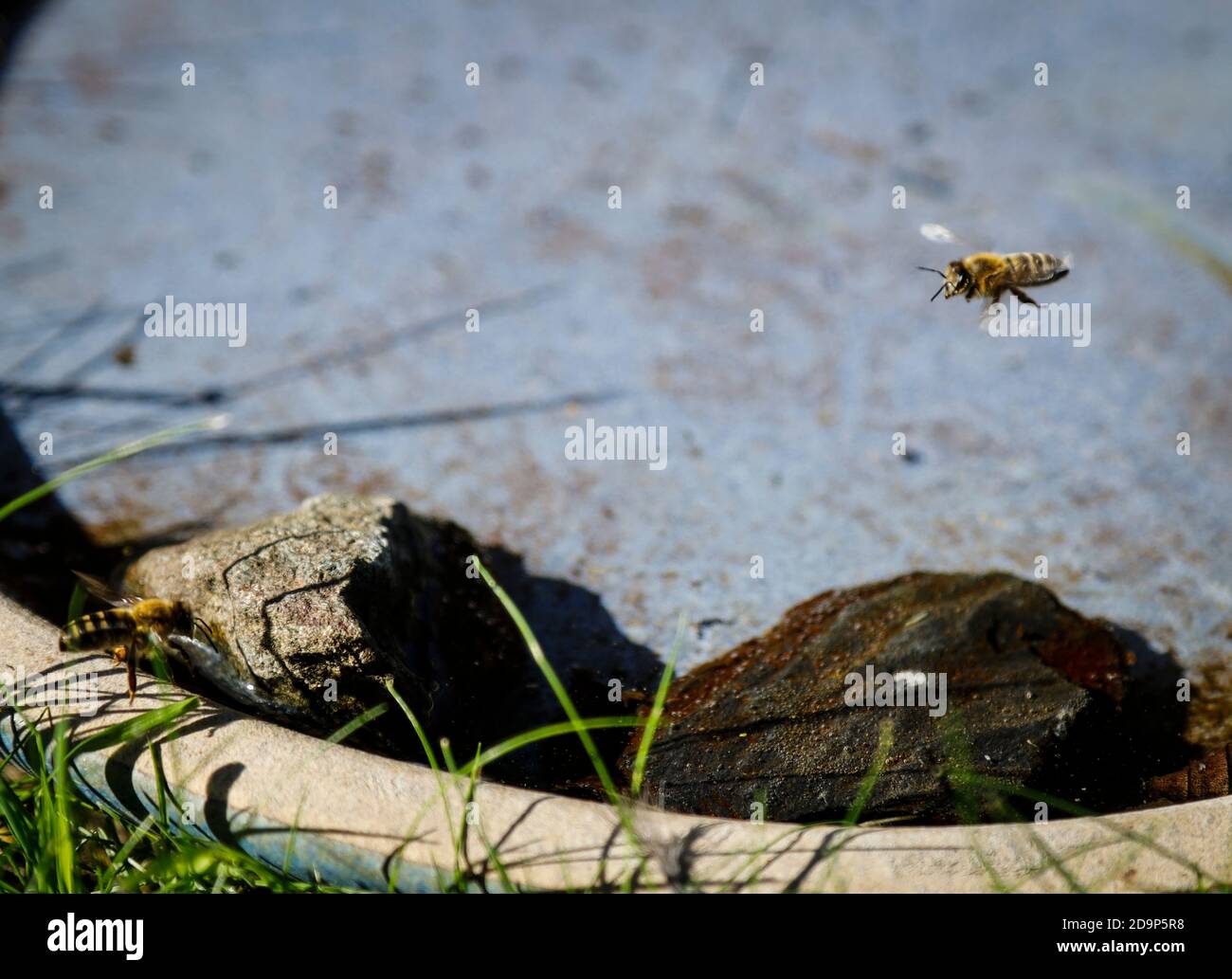 Bees at an insect trough Stock Photo - Alamy