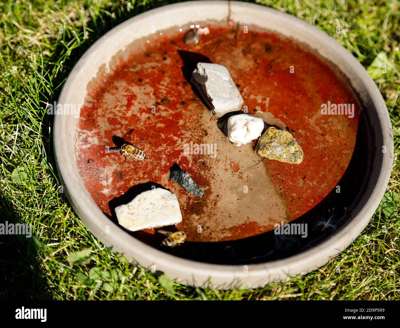 Bees at an insect trough Stock Photo - Alamy