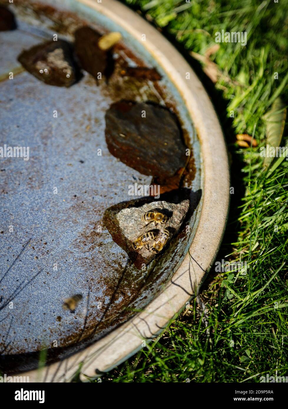 Bees at an insect trough Stock Photo - Alamy