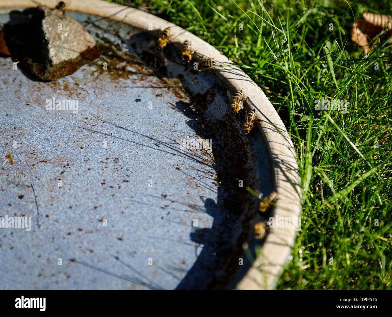 Bees at an insect trough Stock Photo - Alamy