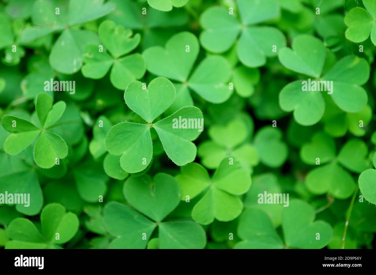 Three leaf clover hi-res stock photography and images - Alamy