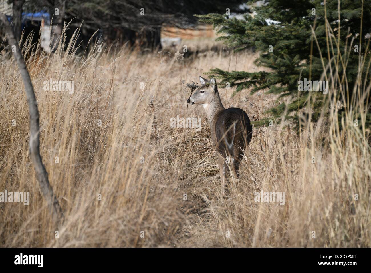 Canada wild hi-res stock photography and images - Alamy