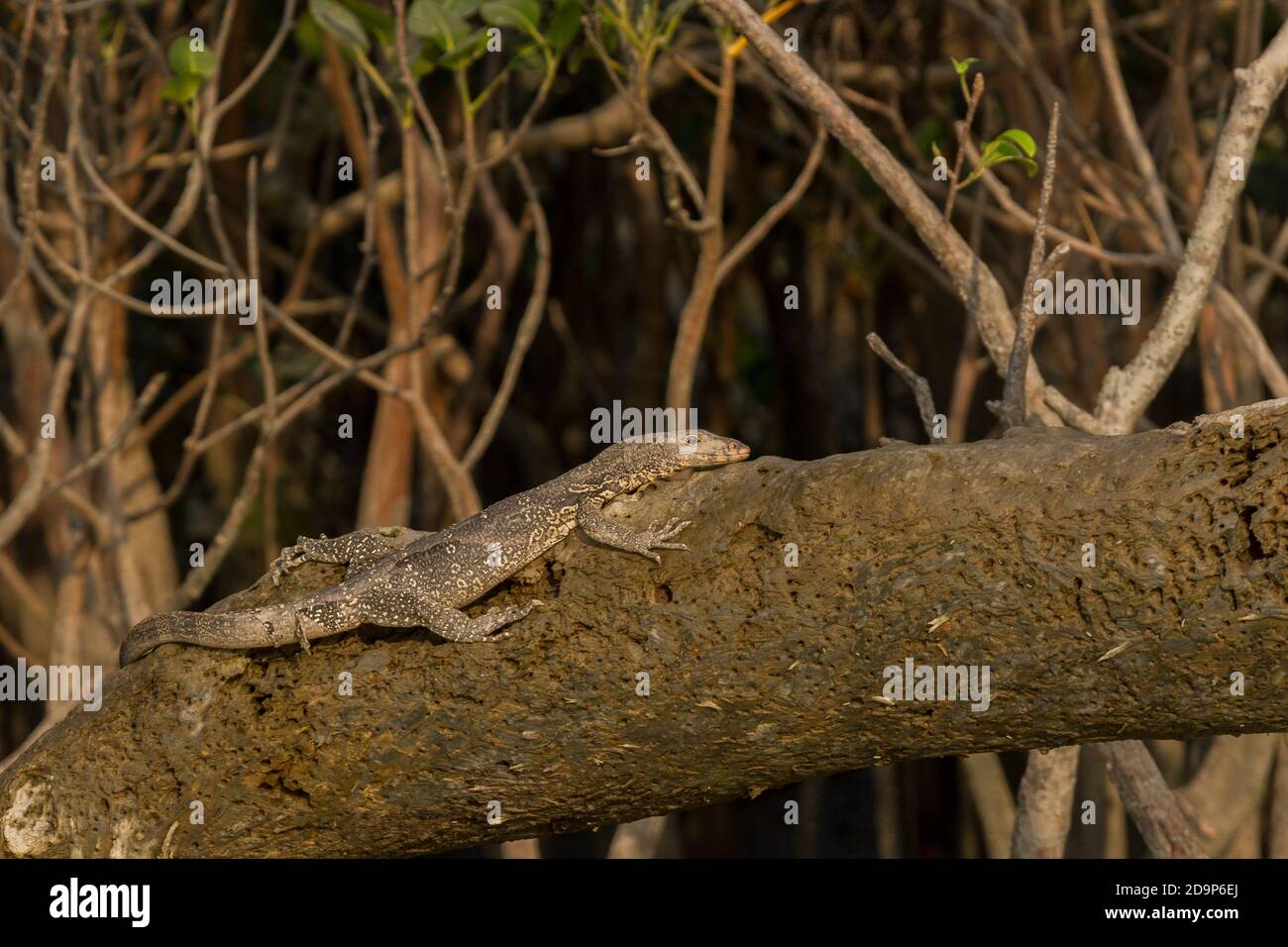 India water monitor lizard varanus hi-res stock photography and images ...