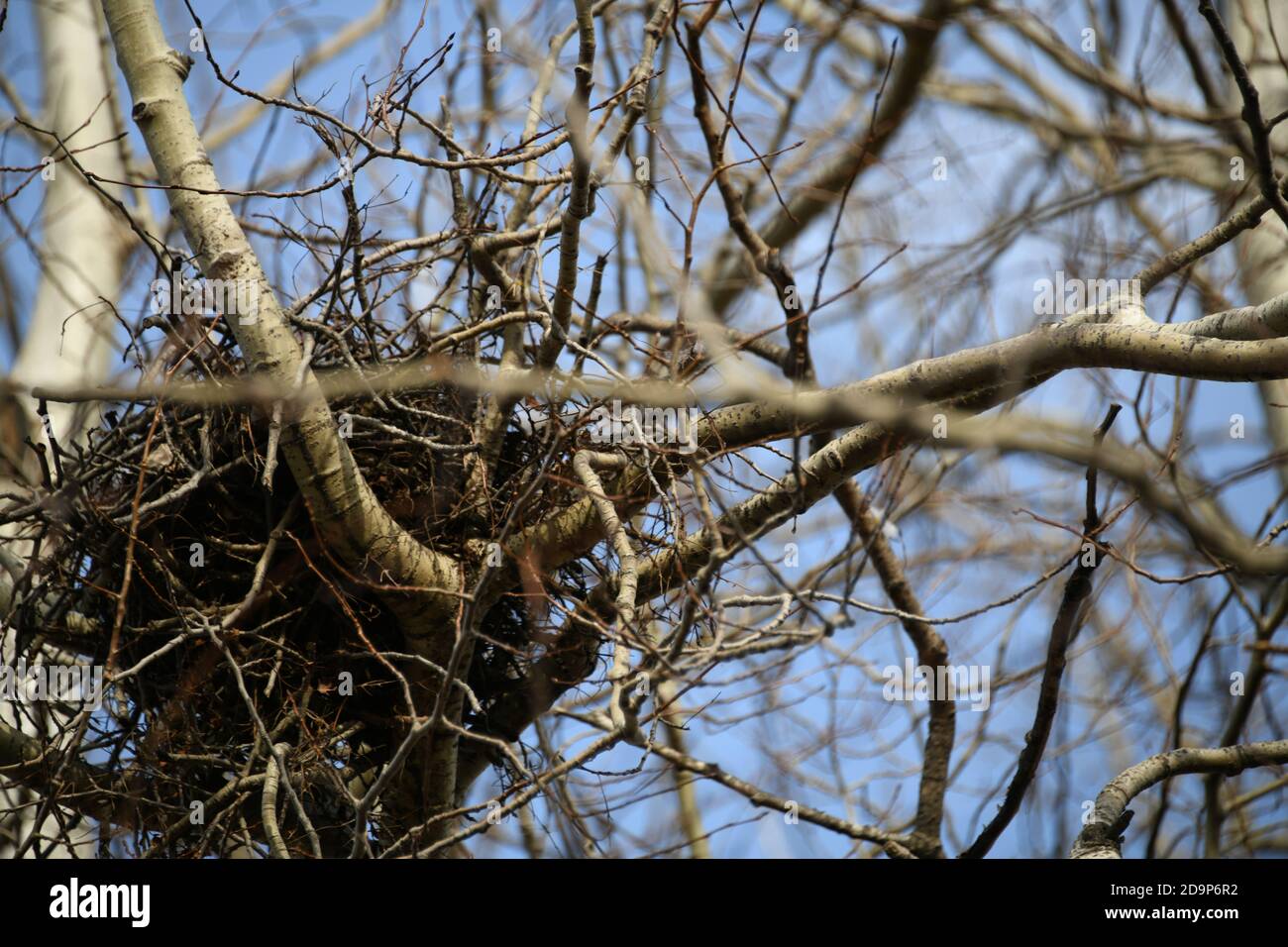 Large tree and nest hi-res stock photography and images - Alamy