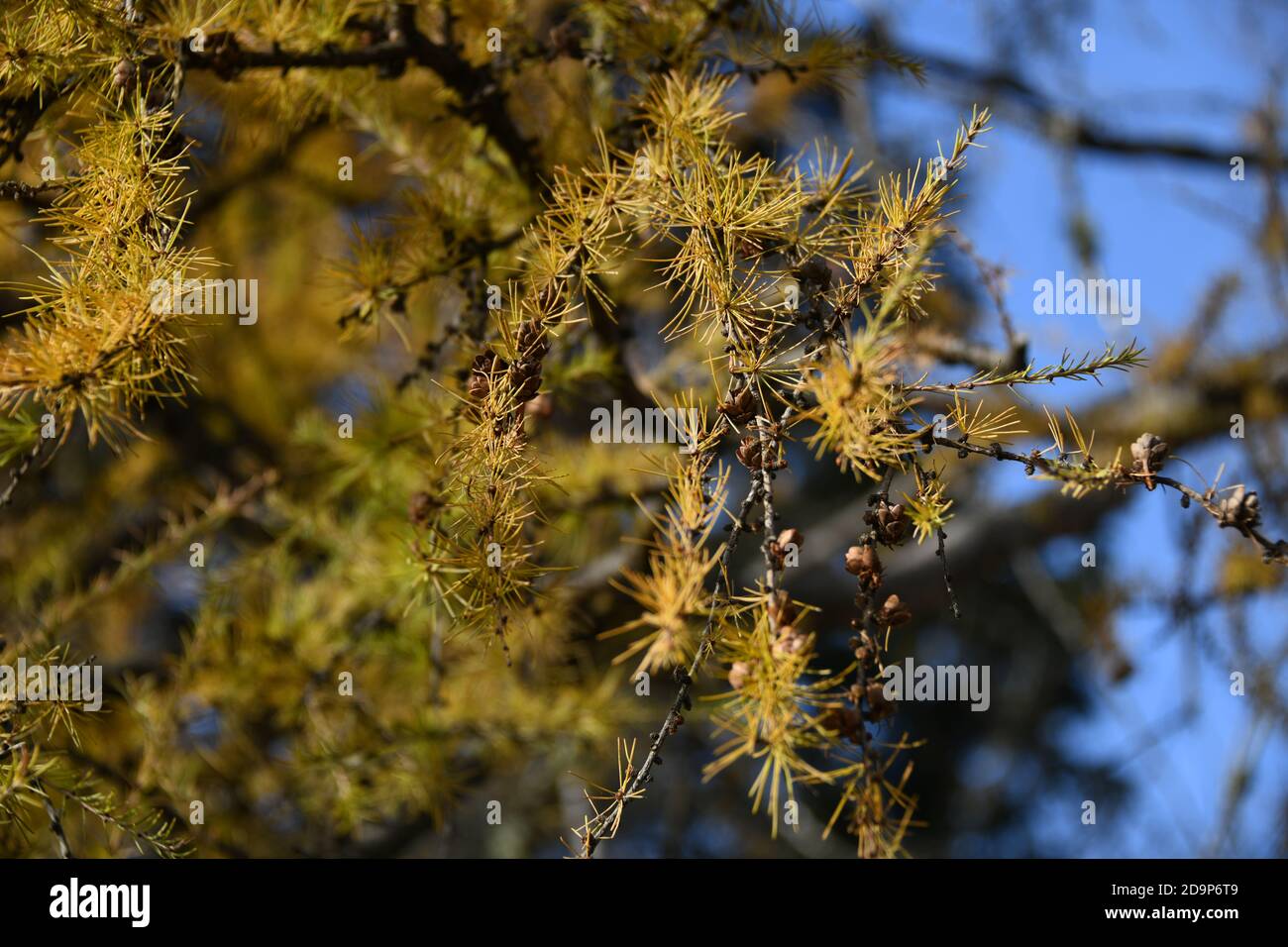 Tamarack hi-res stock photography and images - Alamy