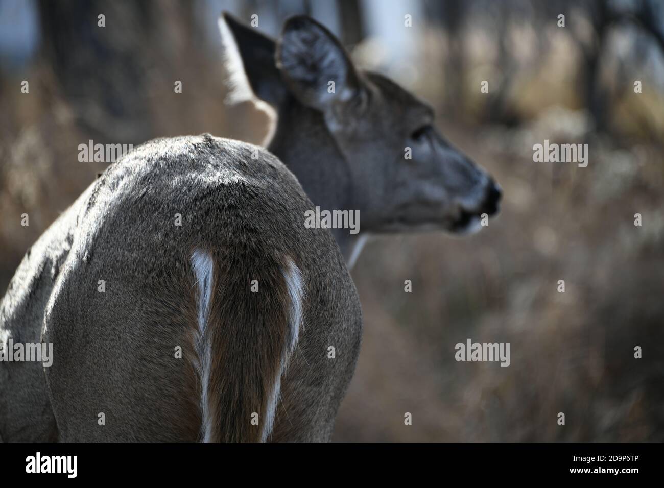 Rear view of deer with head side view by Mission Marsh, Thunder Bay ...