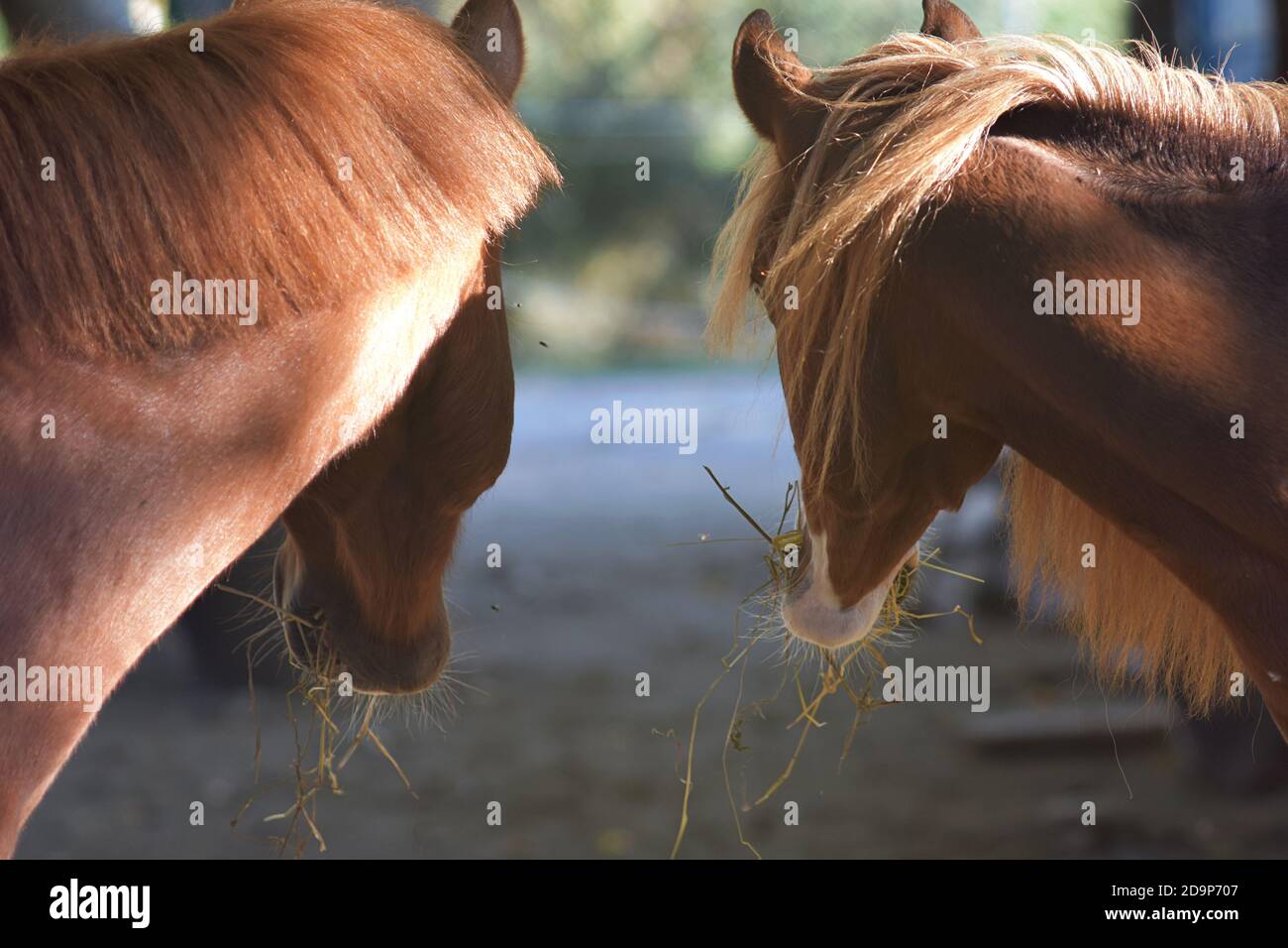 Female equestrian portrait hi-res stock photography and images - Alamy