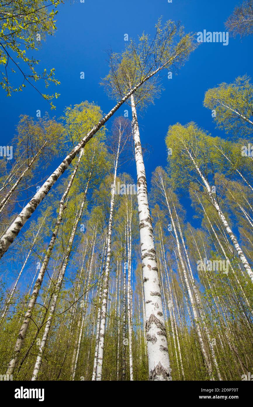 Young European birch forest at Spring , Finland Stock Photo - Alamy