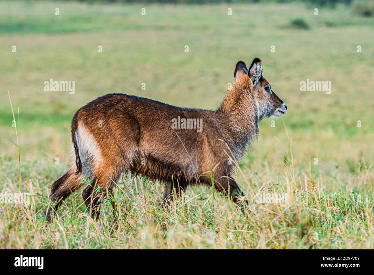 A Female water buck Stock Photo - Alamy