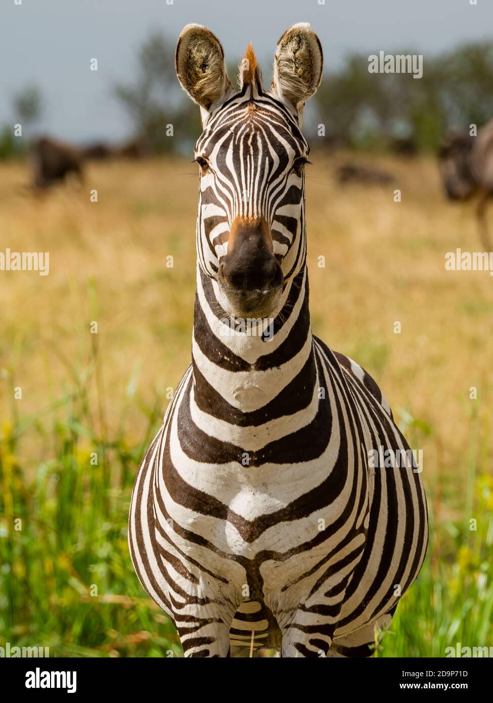 A zebras head Stock Photo - Alamy