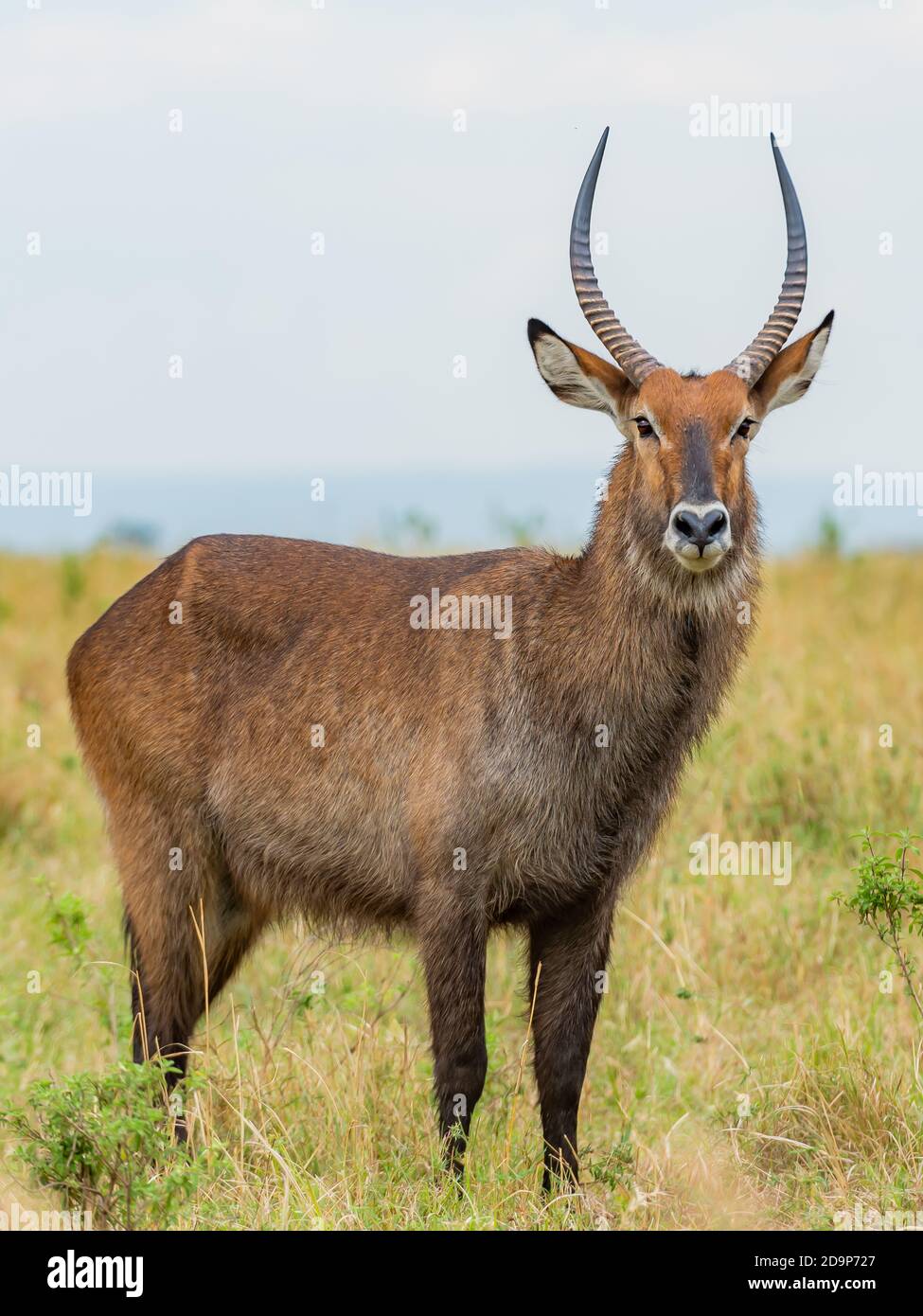 Male water buck in hi-res stock photography and images - Alamy