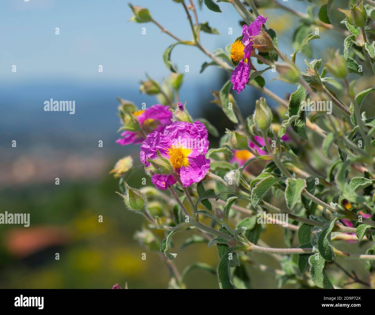 a bush of rock roses against a blurred background of the Tuscan ...