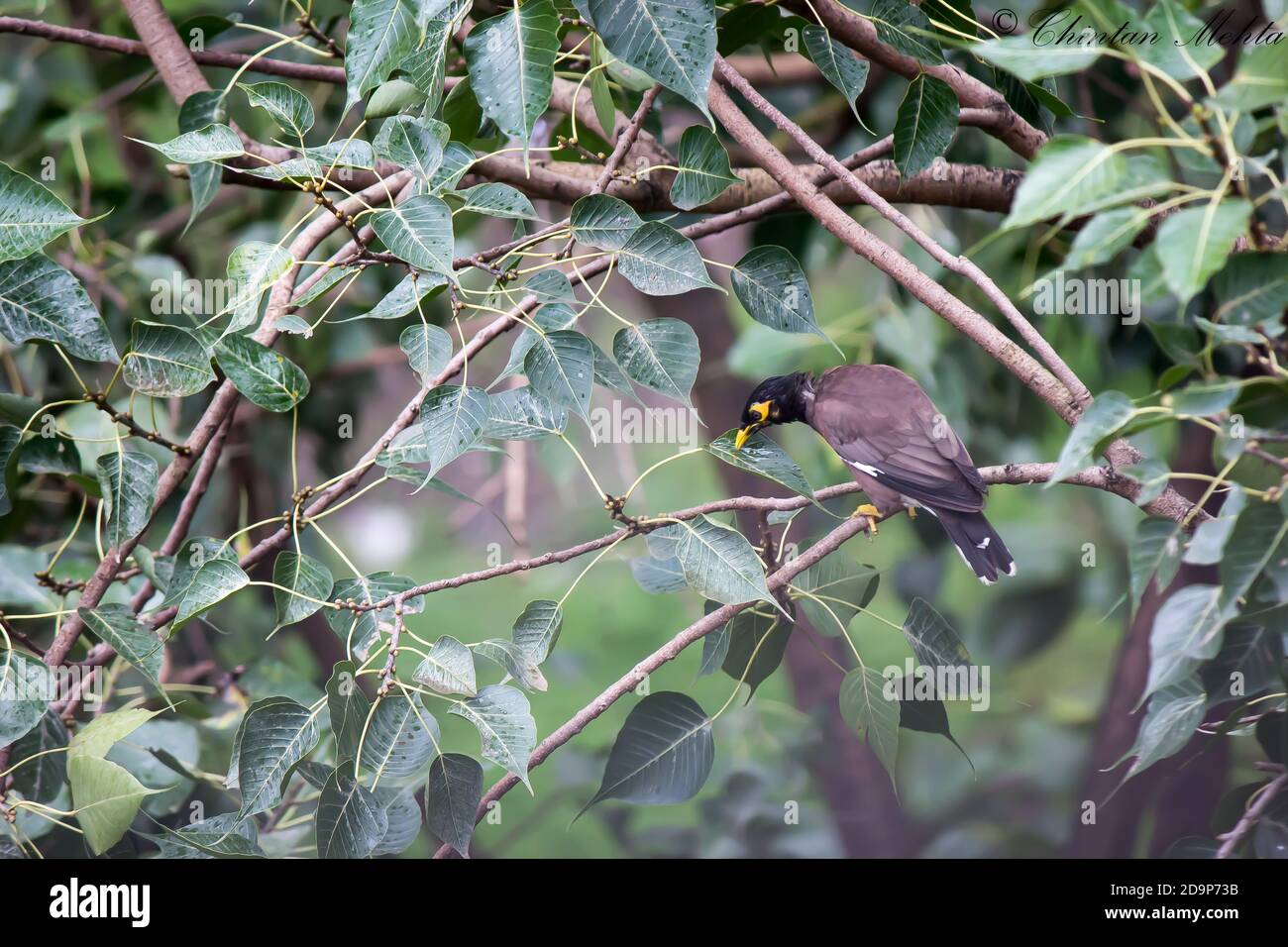 Common indian mynah hi-res stock photography and images - Alamy