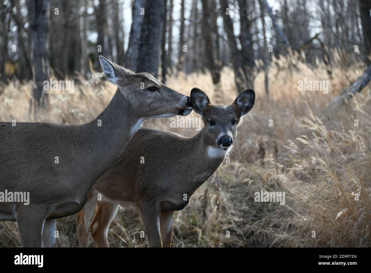 Two friendly deer standing in dried grass with brown tree trunks near ...