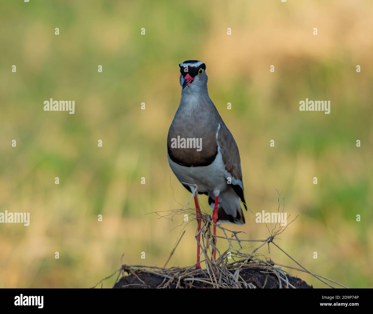 A Crown Plover Bird Stock Photo - Alamy